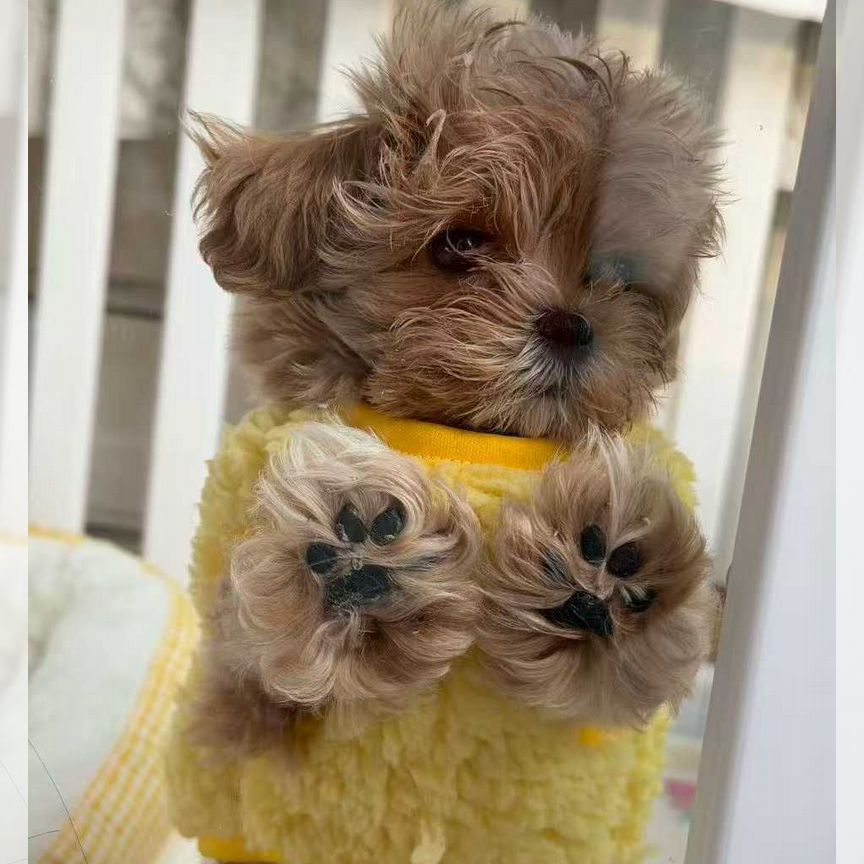 Мальтипу, щенок