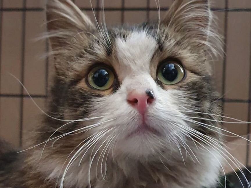 Котёнок метис бесплатно в дар