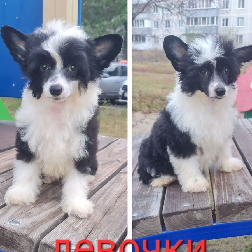 Щенки китайской хохлатой