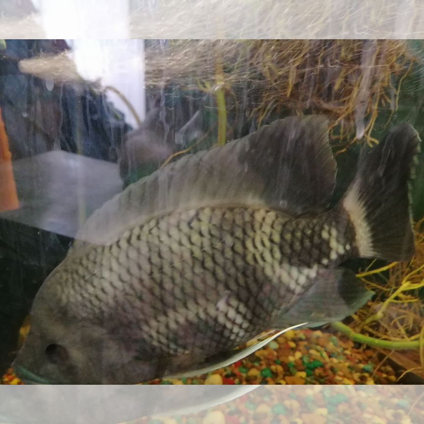 Теляпия. бутикофери самец