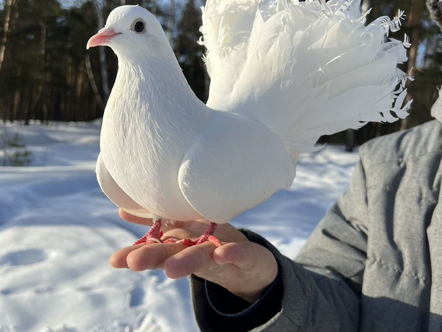 Голуби Павлины для свадьбы/фотосессии