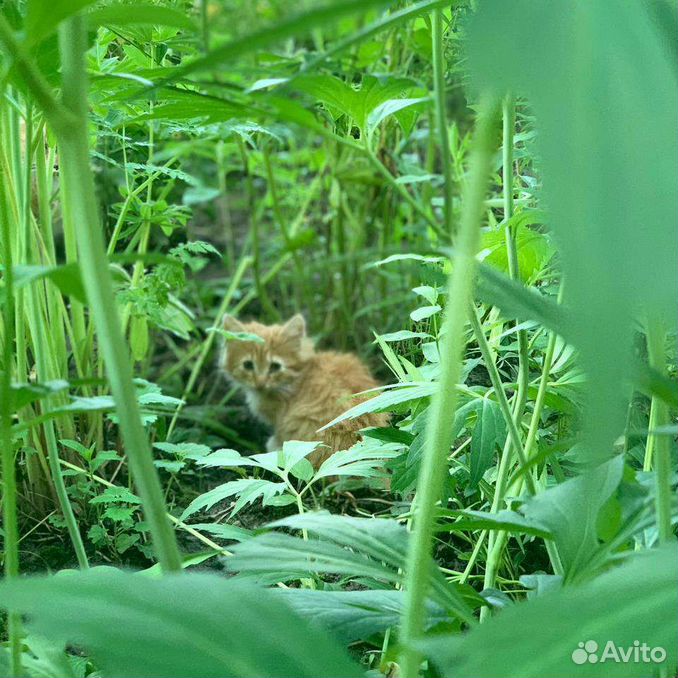 Маленькие рыжики