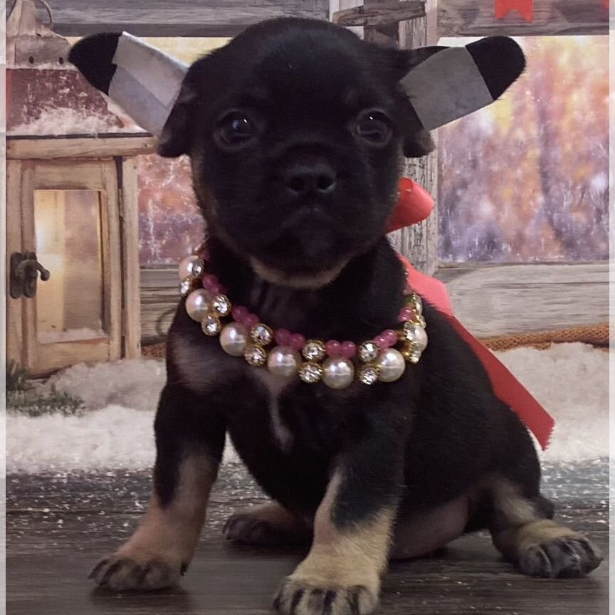 Французский бульдог, щенок