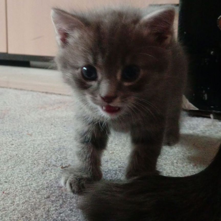 Русский голубой котёнок