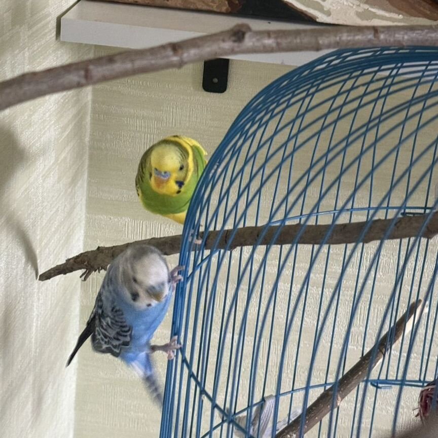 Волнистый попугай