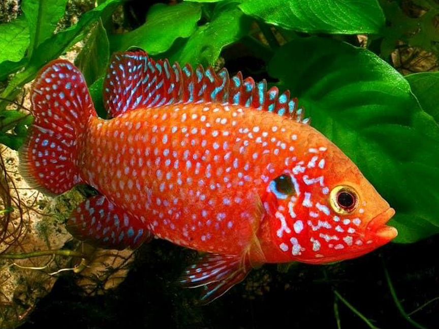 Отдам в добрые руки рыбок Хромис- красавец