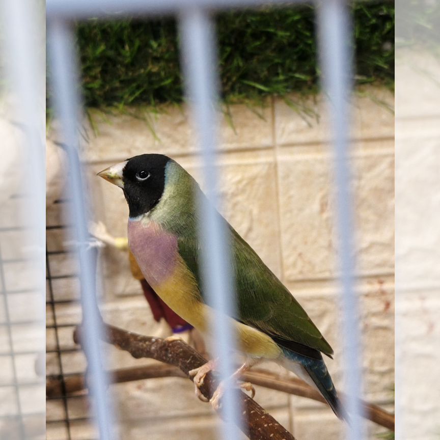 Амадины Гульда