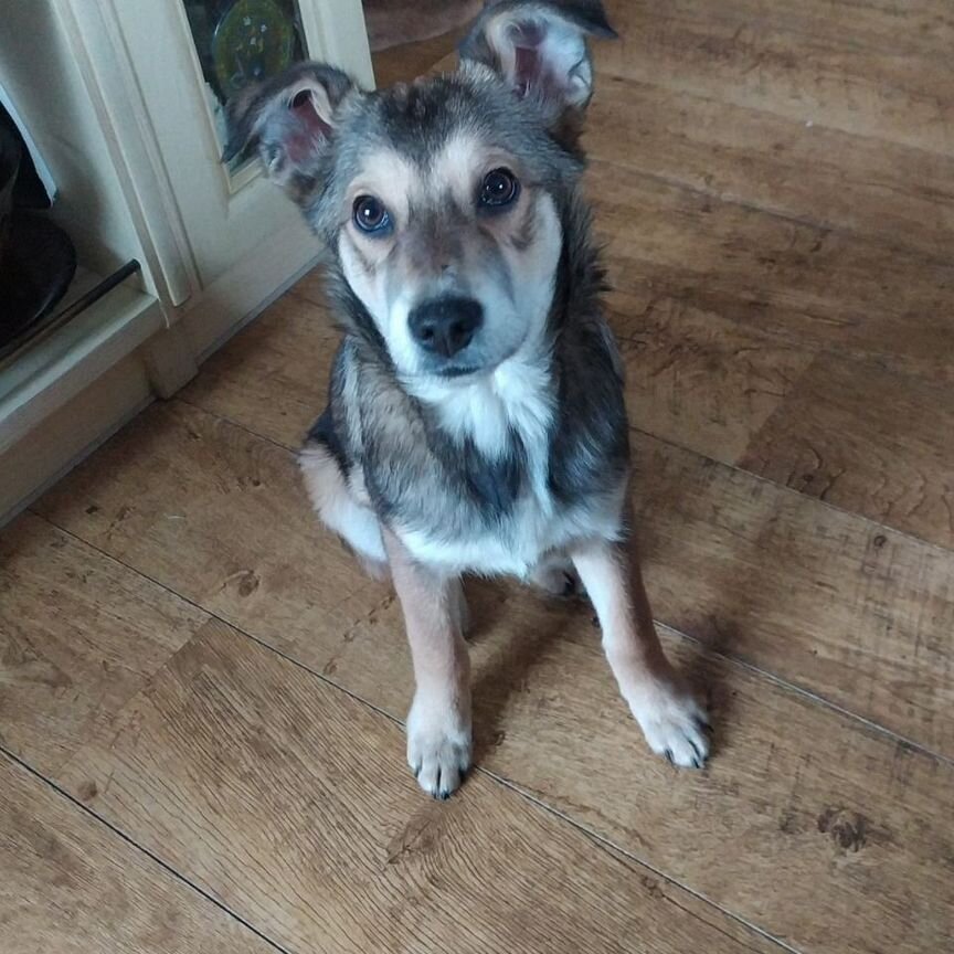 Последняя девочка из помета. Нужен дом