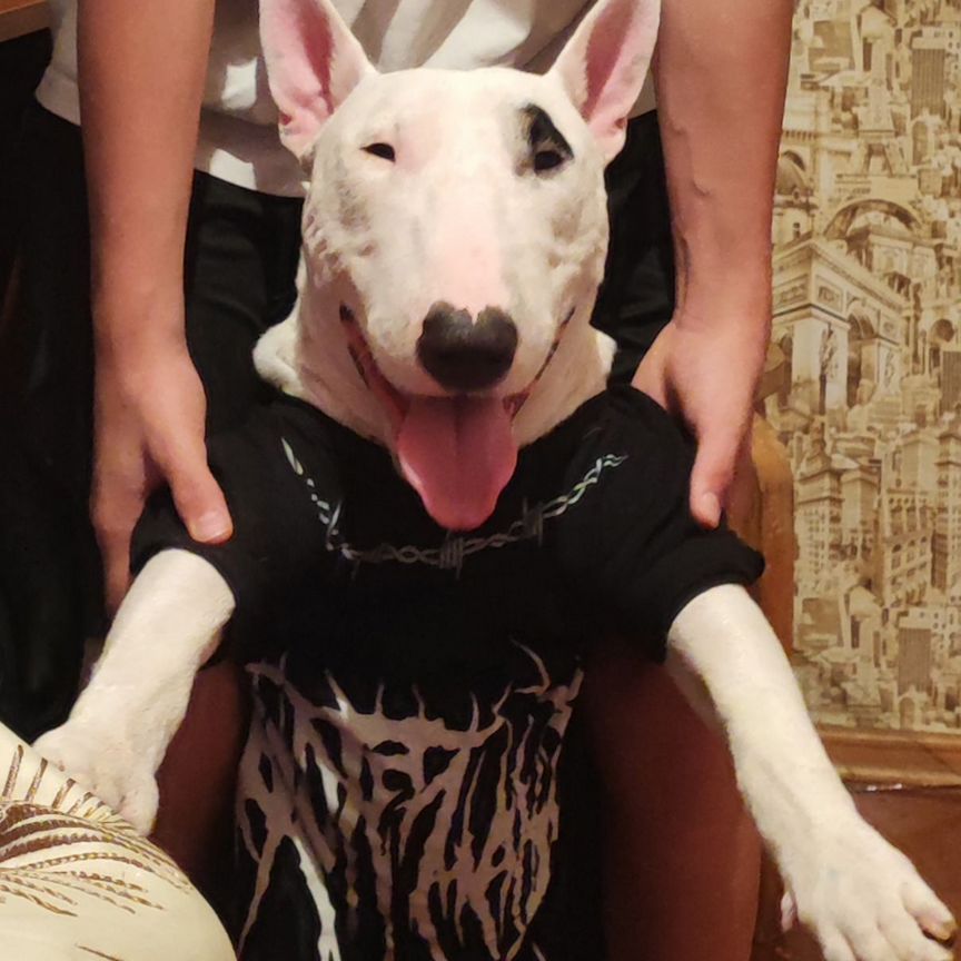 Стандартный бультерьер ищет невесту