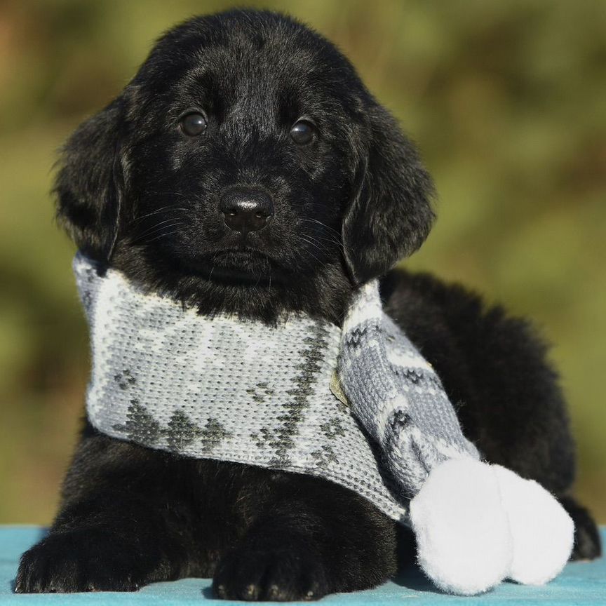 Прямошерстный ретривер, щенок