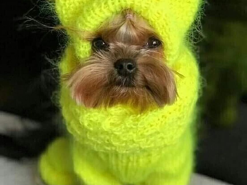 Одежда для собак