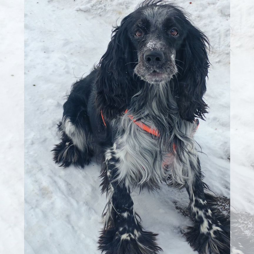 Русский охотничий спаниель, вязка