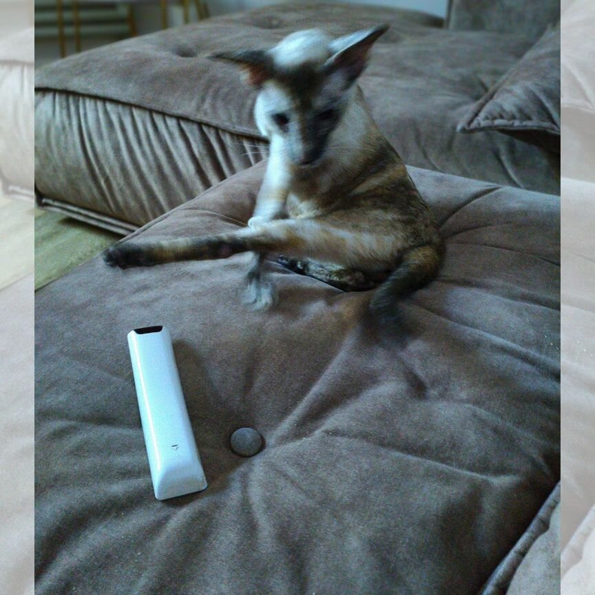 Ориентальная, взрослая кошка