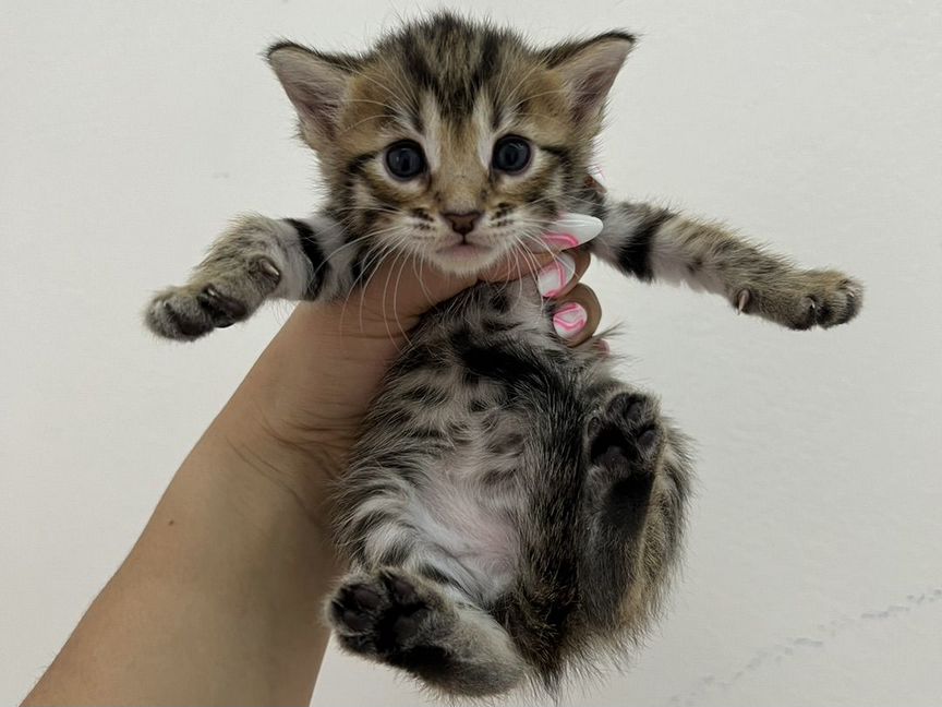 Бенгальские котята