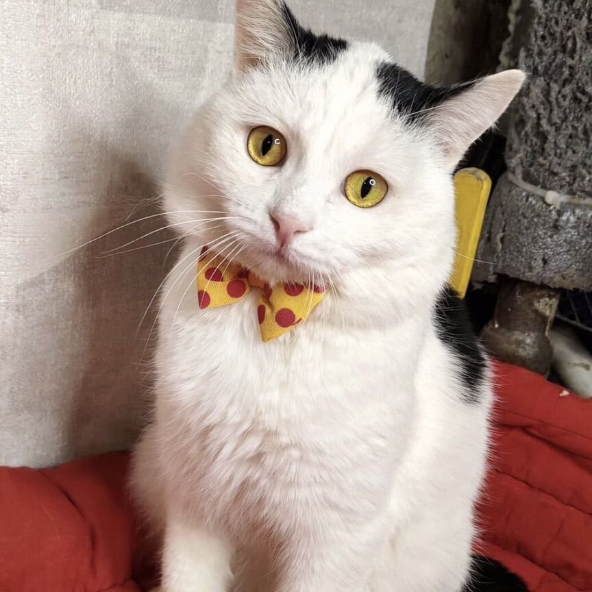 Ласковый и нежный котик в добрые руки