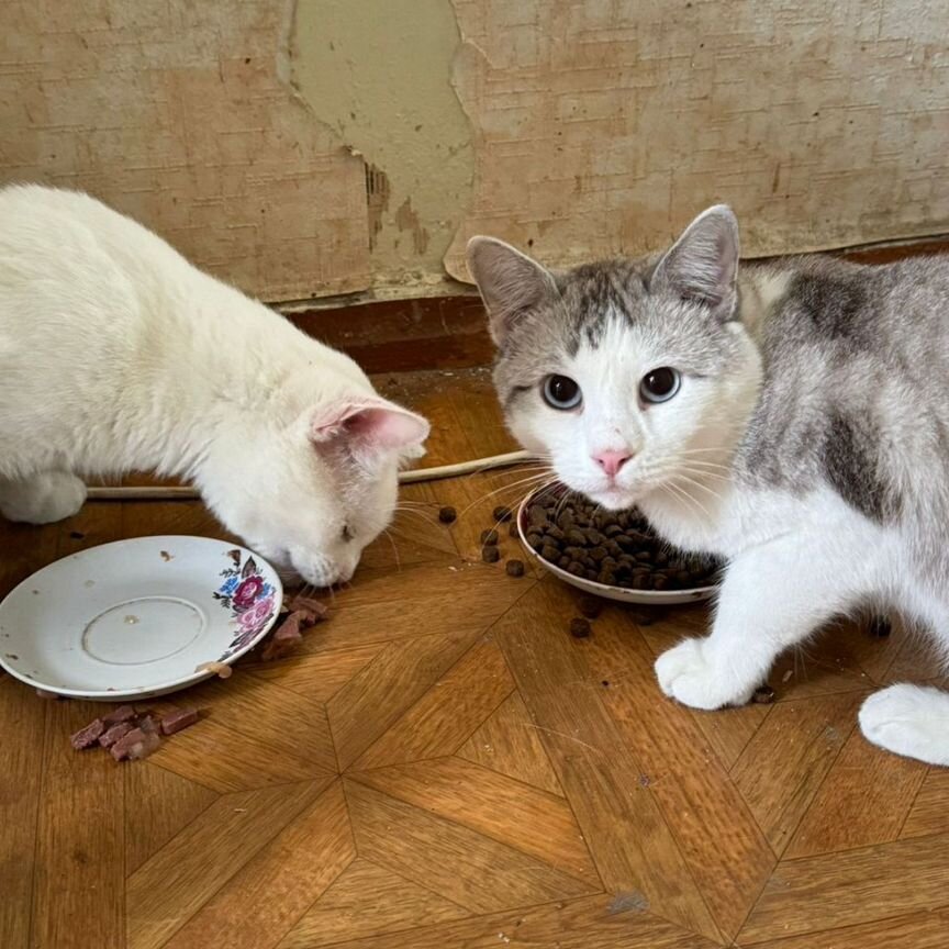 Кошечки, кот. потеряли хозяйку. Выносят на улицу