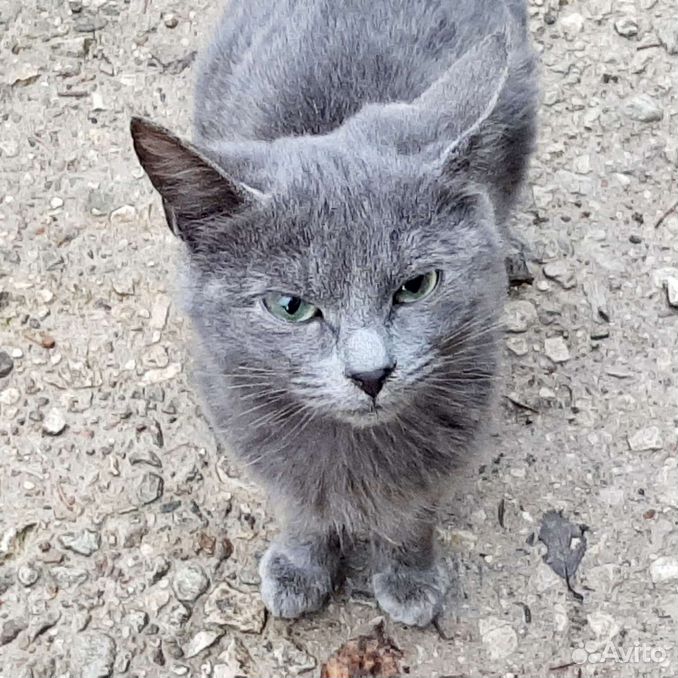 Котёнок цвета русской голубой на дачах
