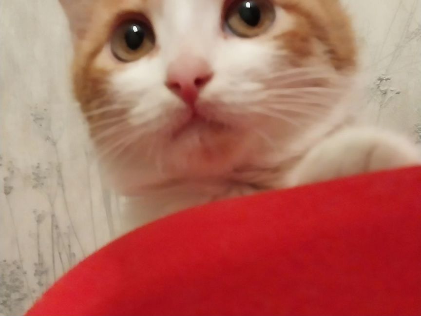 Рыжий котенок