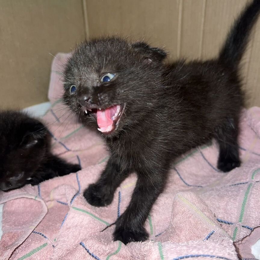 Котята в добрые руки