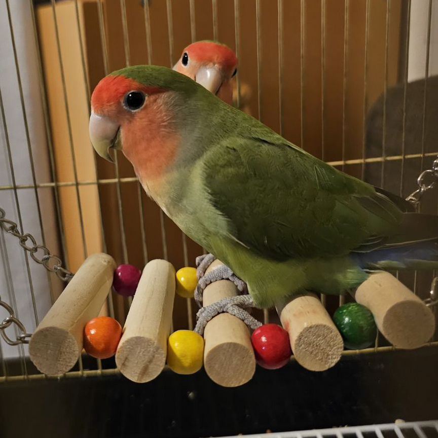 Попугаи неразлучники