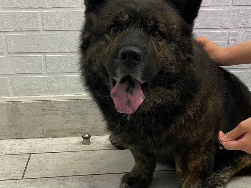 Корги+чау-чау бесплатно