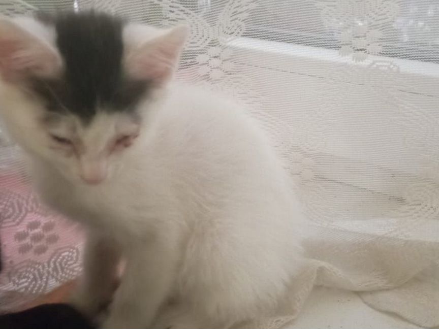 Чудесные Кото-подарки к новому году