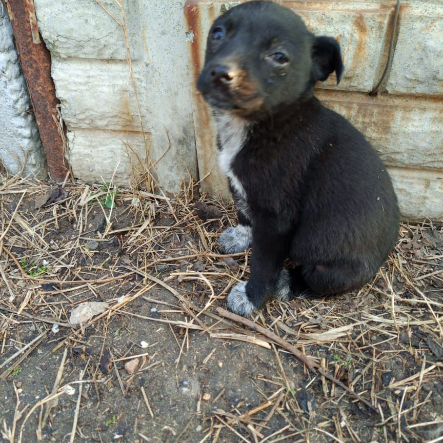 Отдам в добрые руки щеночка