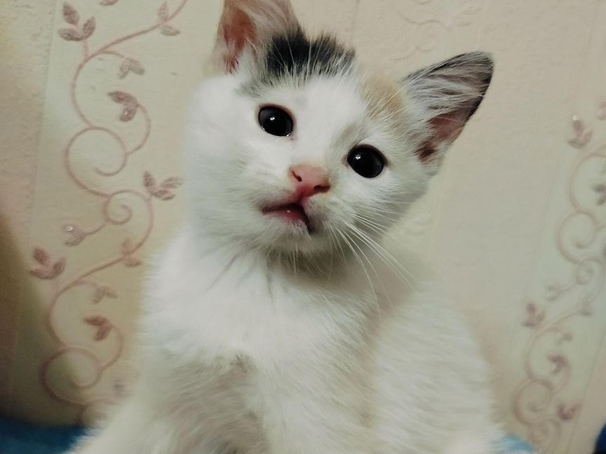 Кошка