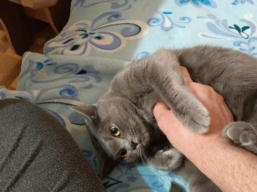 Британка не чистая