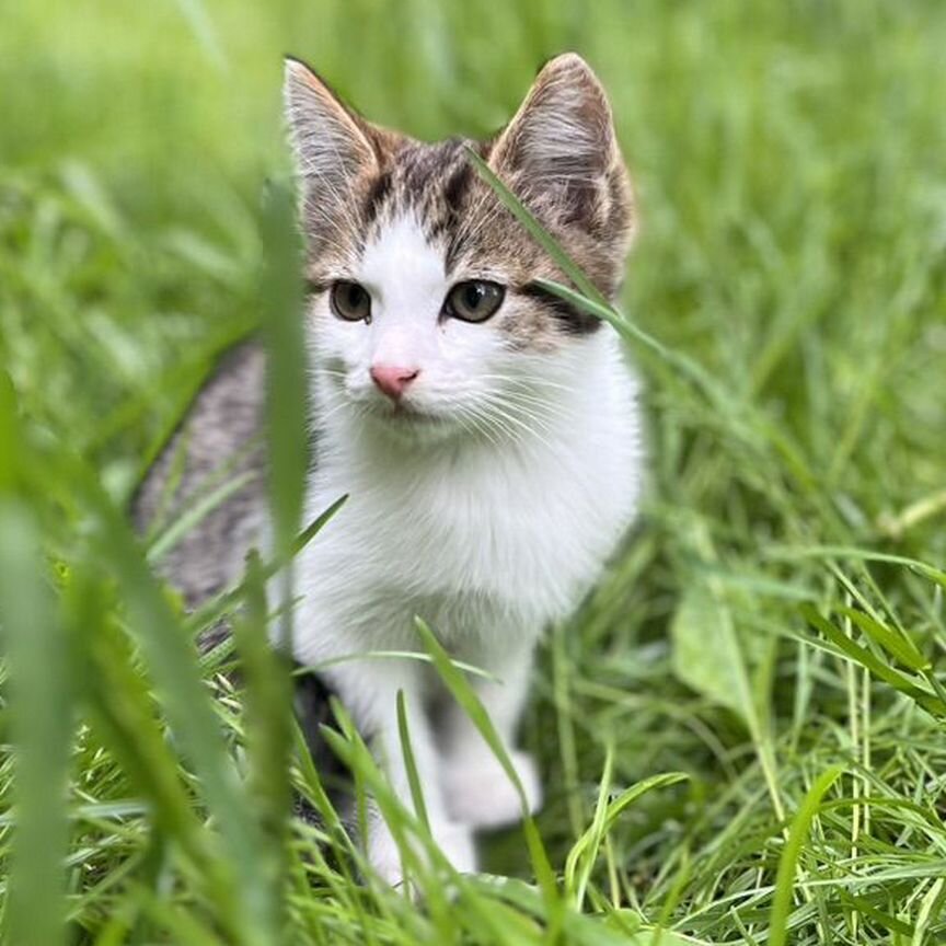 Британский короткошёрстный котёнок