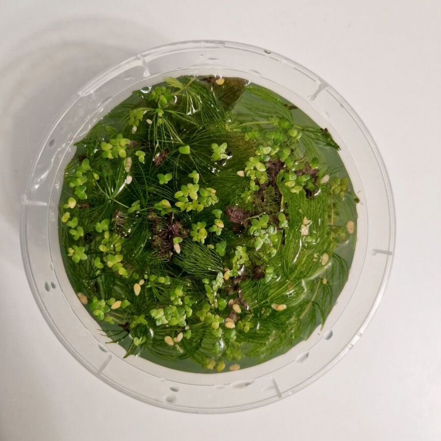 Роголистник