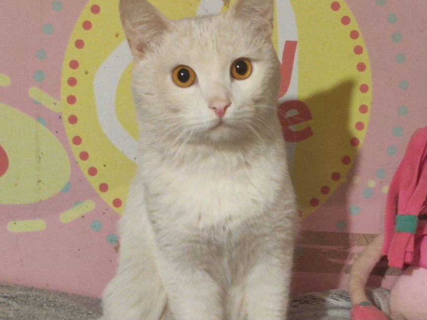 Котик 1,5 года
