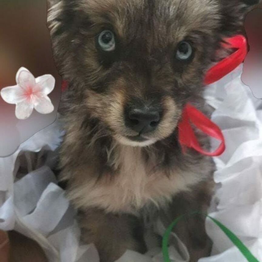 Щенок Майя,2 месяца в добрые руки
