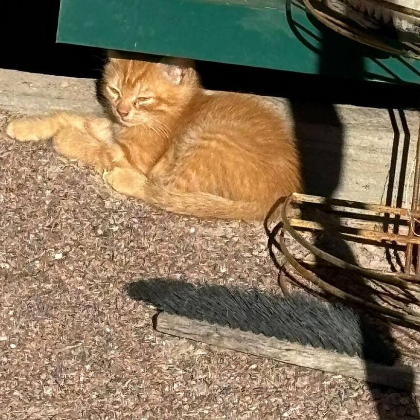 Котята в добрые руки бесплатно