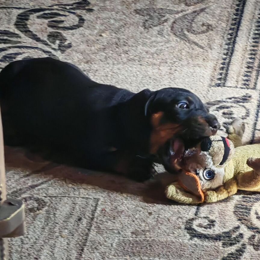 Такса, щенок