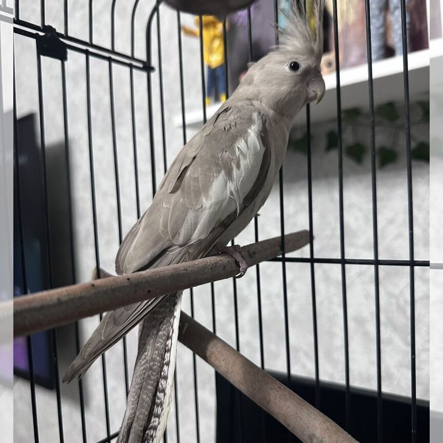 Корелла безщекая