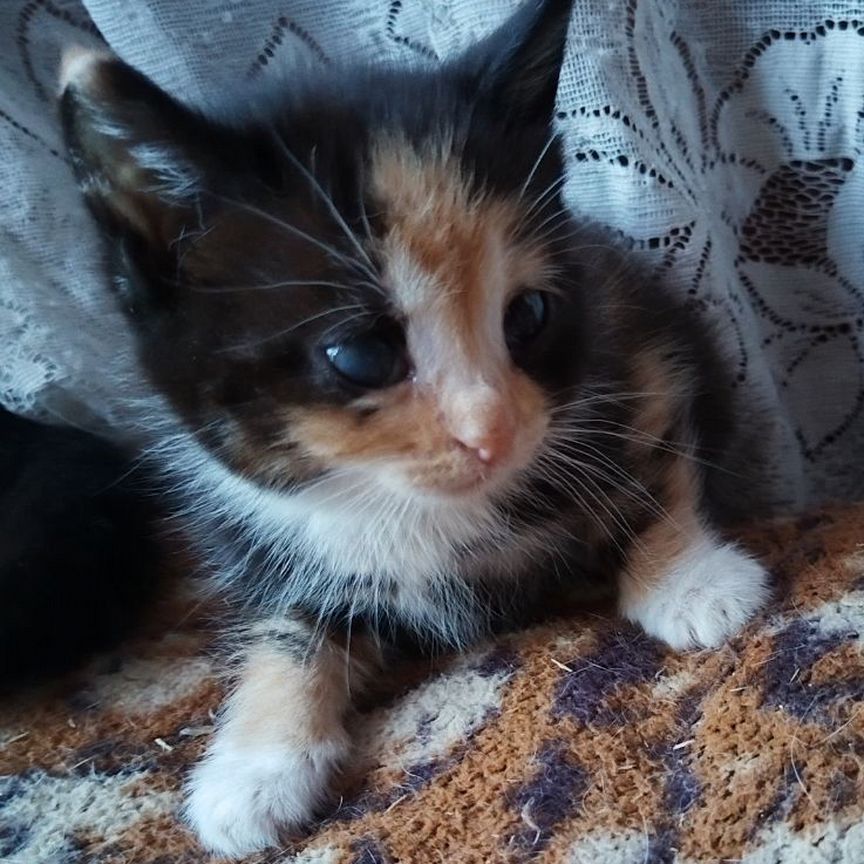Отдам котенка