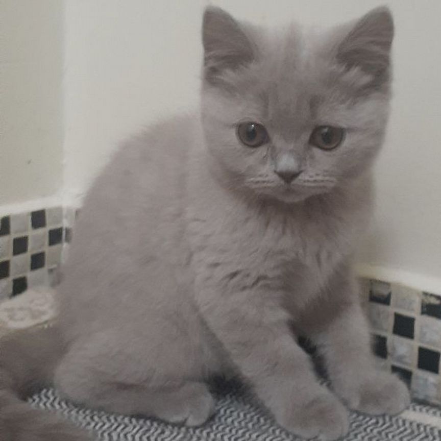 Британский короткошёрстный котёнок