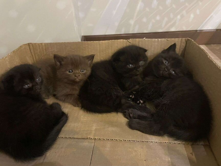 Шотландские вислоухие котята
