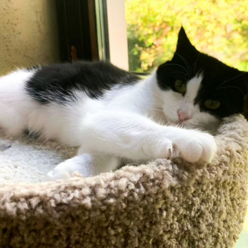 Черно-белая кошка в добрые руки