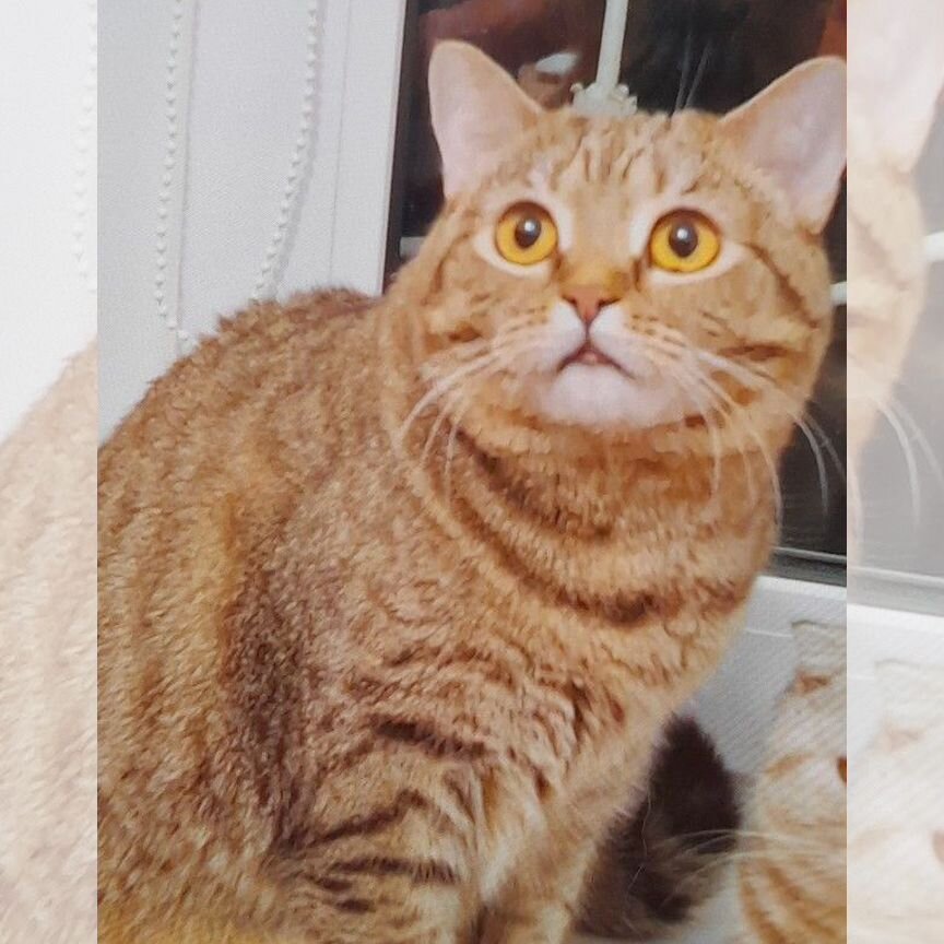 Шотландская вислоухая короткошёрстная, взрослая кошка