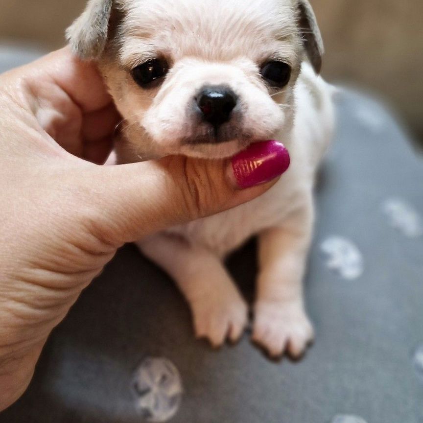 Чихуахуа с документами РКФ