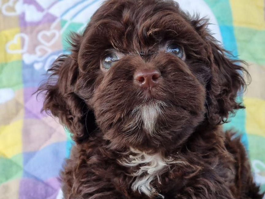 Шоколадки Мальтипу