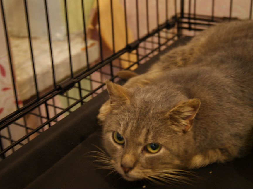 Котик Жорик ищет семью