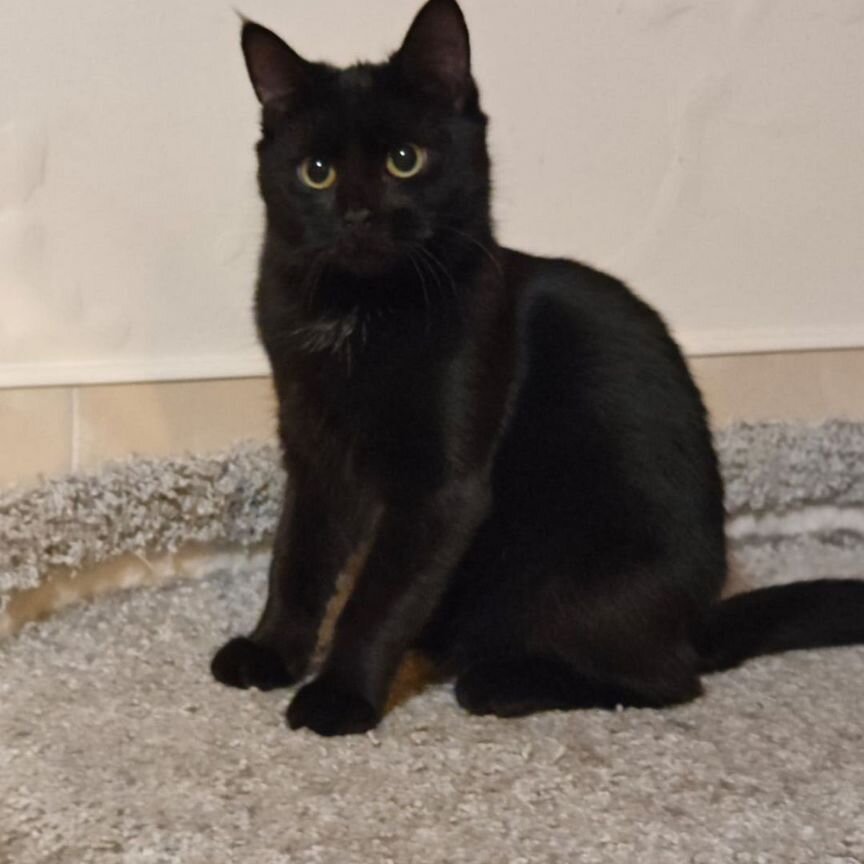 Котенок в добрые руки