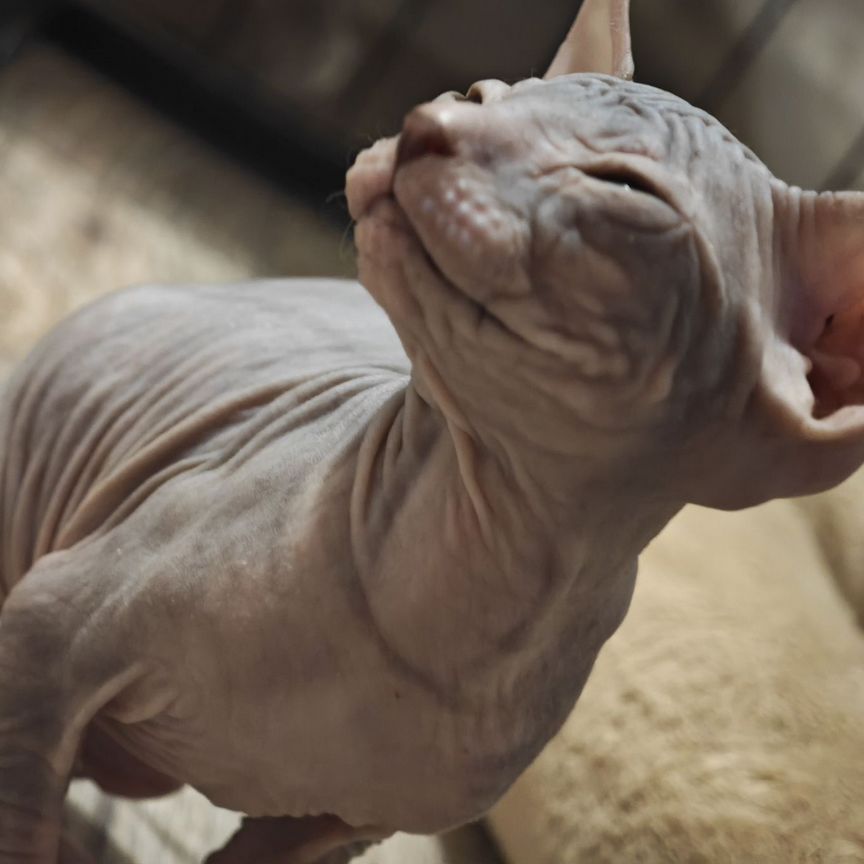 Канадский сфинкс котёнок