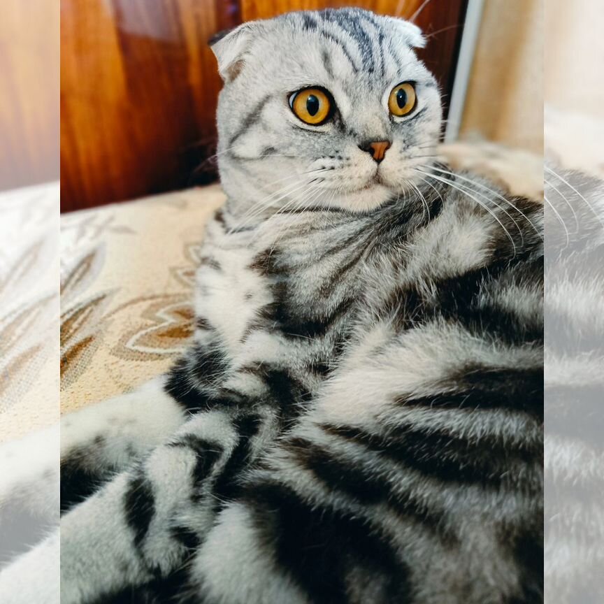 Шотландский кот
