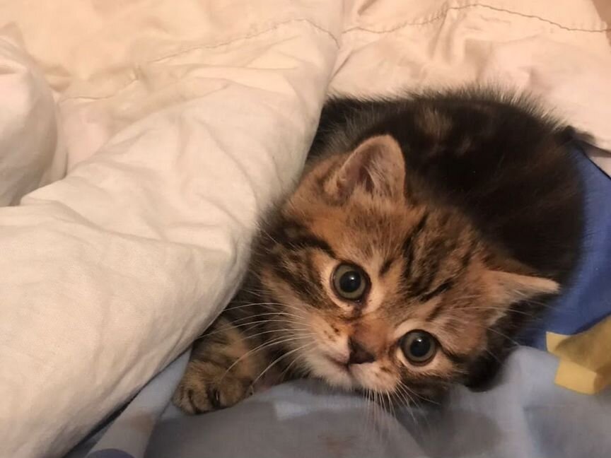 Шотланский котенок