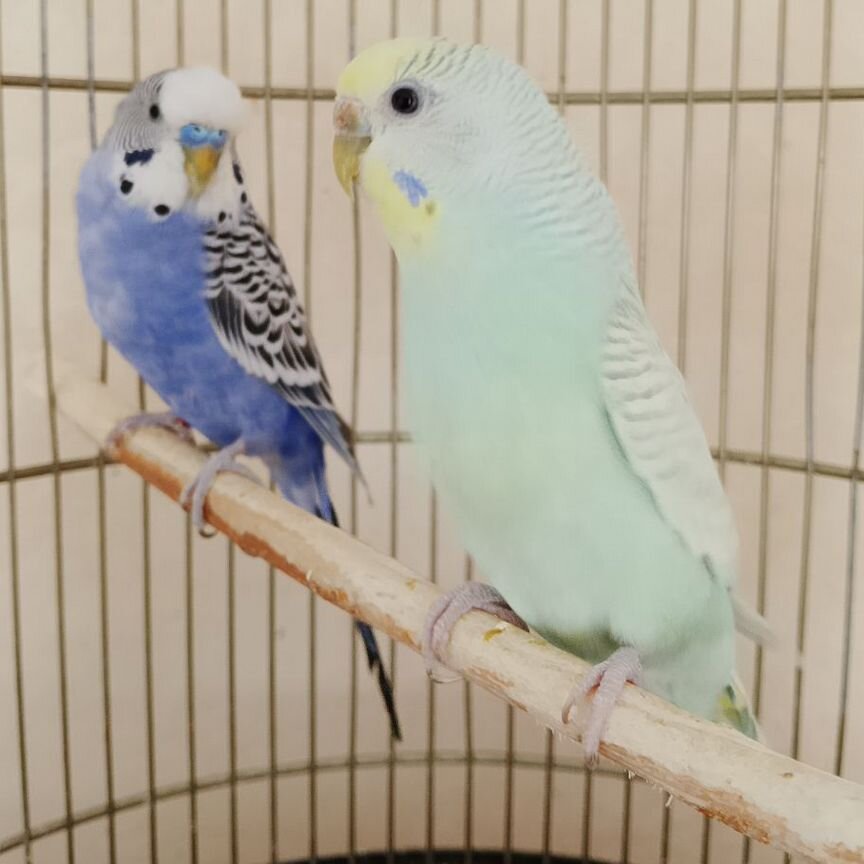 Пара волнистых попугаев