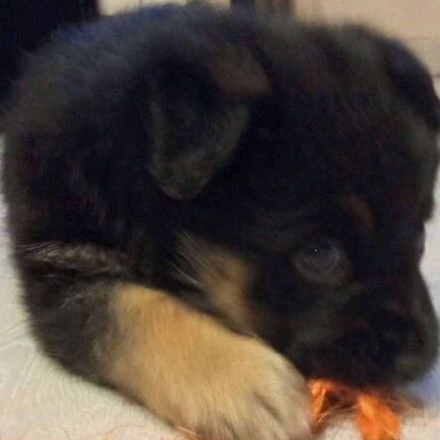 Щеночек малышарик